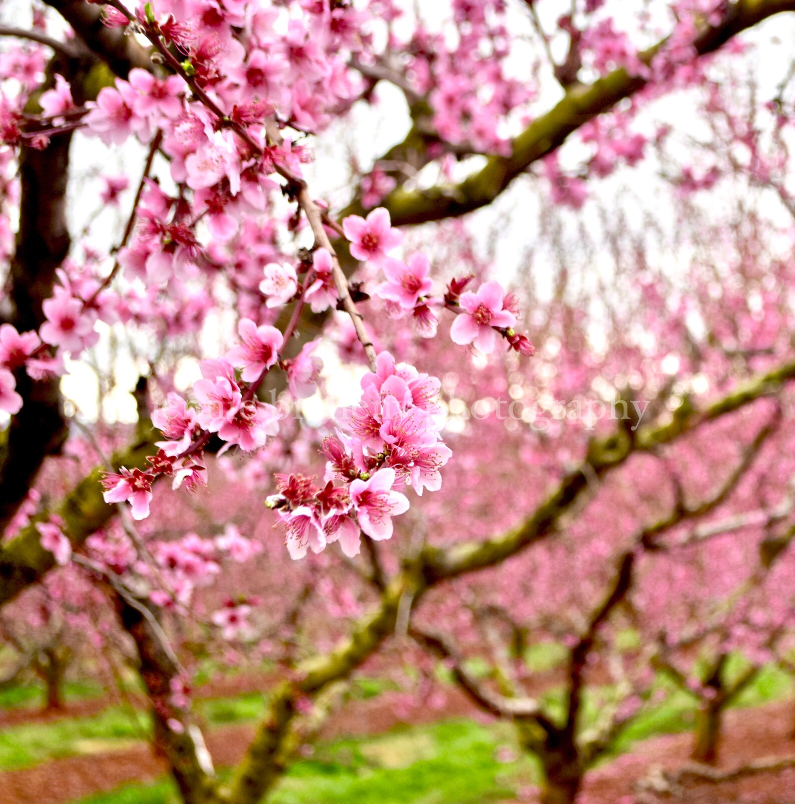 Peach Tree Blossoming, Peach Trees, Orchards, Flower Blossom, Peach ...