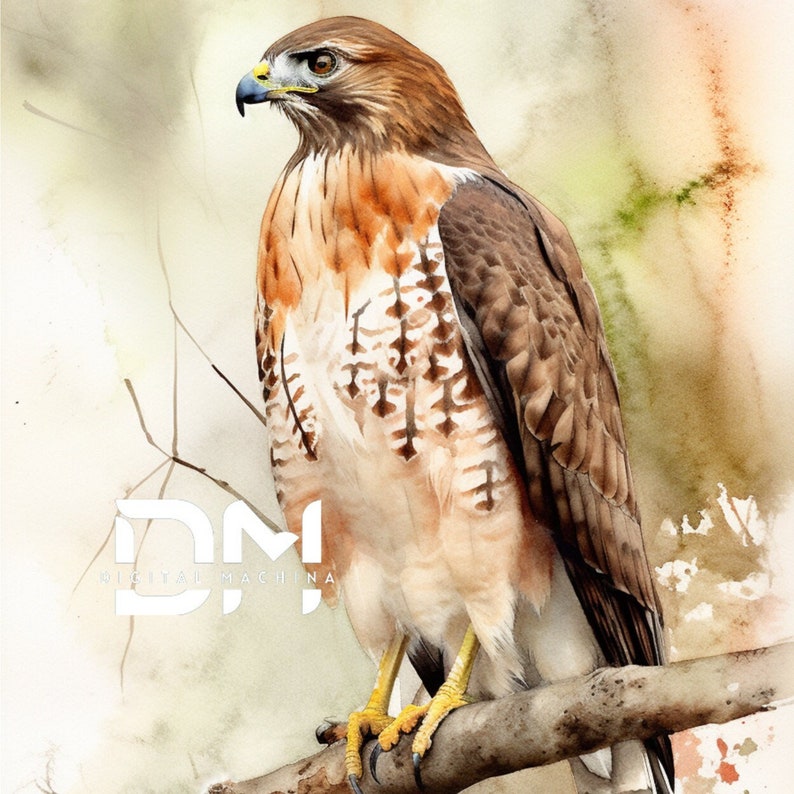 Red Tailed Hawk | Bird | Watercolor | Gift for Her | for Him | Mom ...