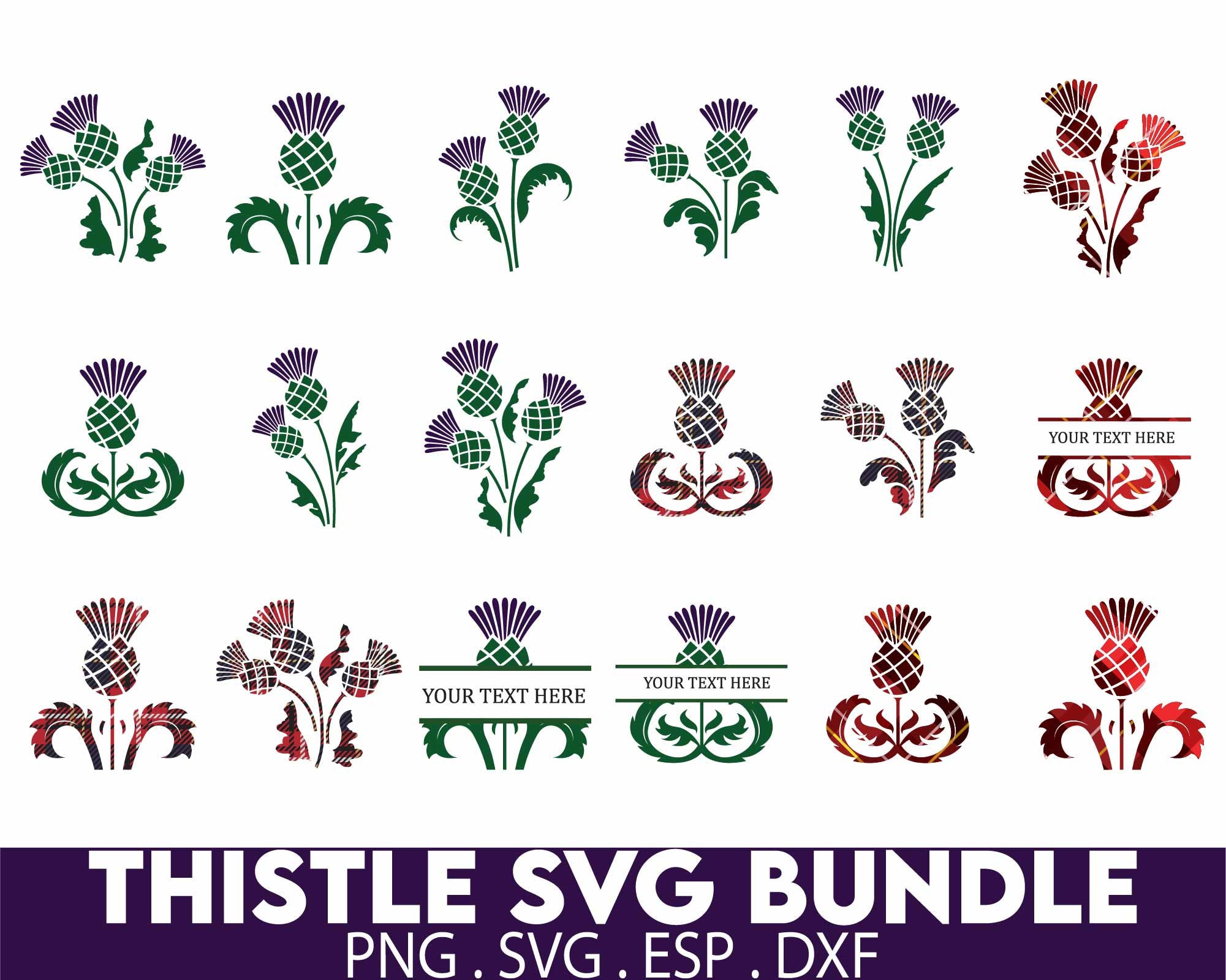 Scottish Thistle Vector