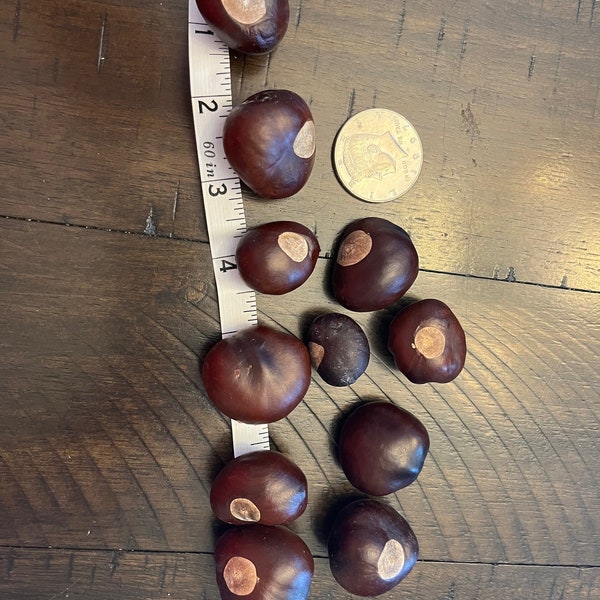 Buckeyes - Etsy