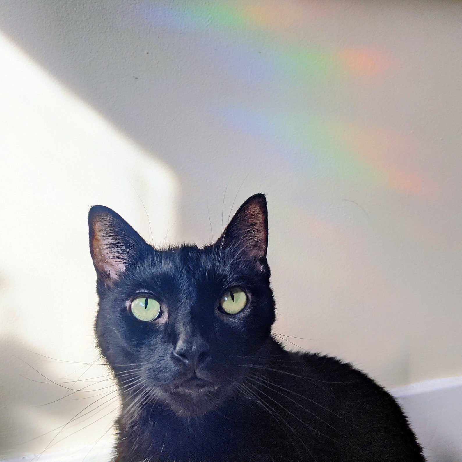 Cat Suncatcher Prismatic Kitty Window Cling Copper - Etsy