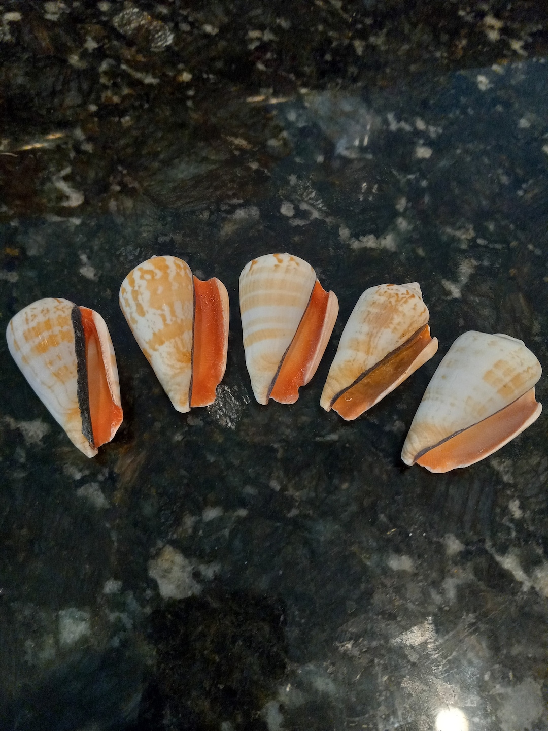 Strawberry Strombus Conch Shells. 1 1/2" to 2" Sizes. - Etsy