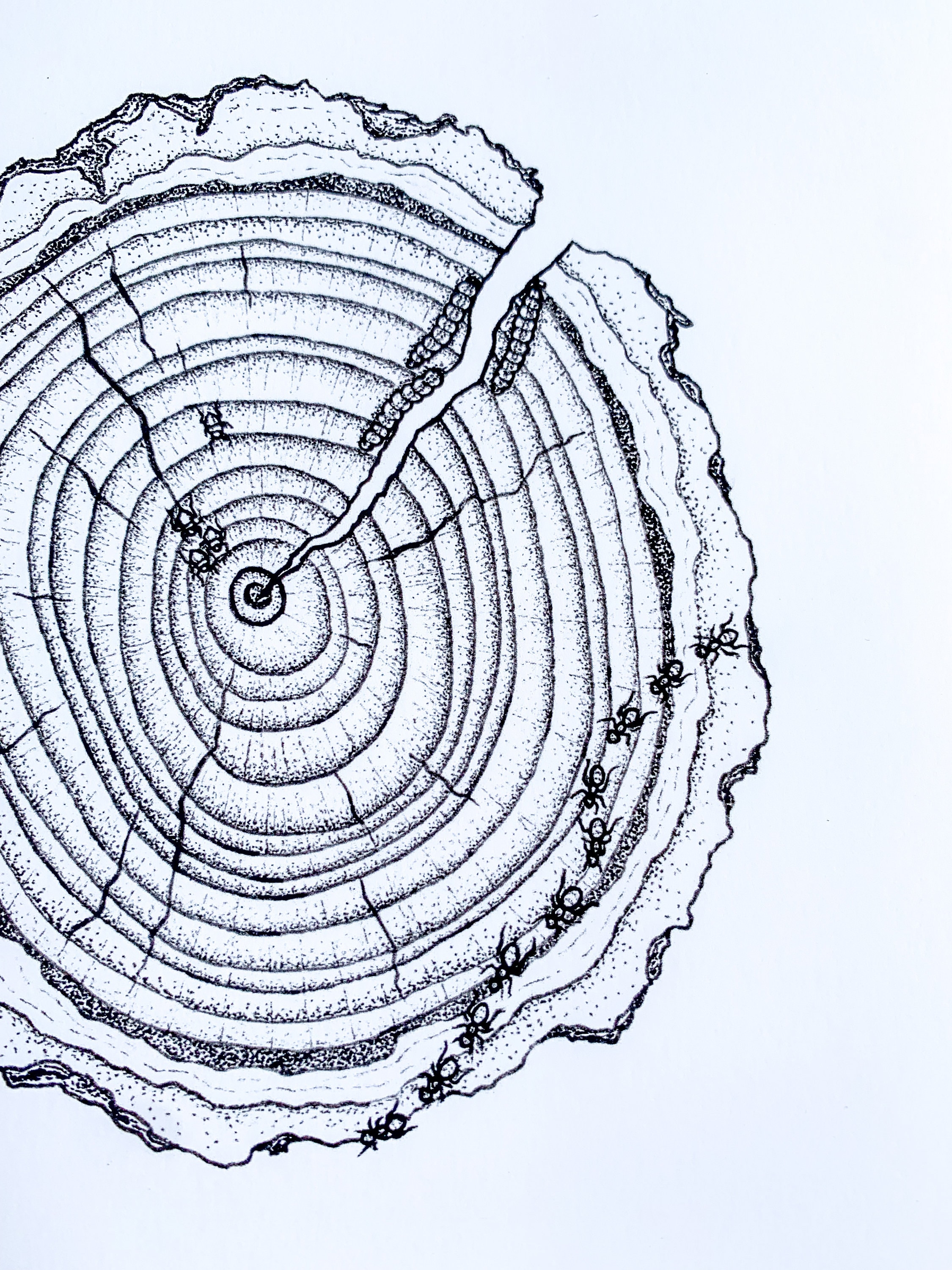 Black and White Nature Drawing Tree Ring Art Print Cabincore - Etsy
