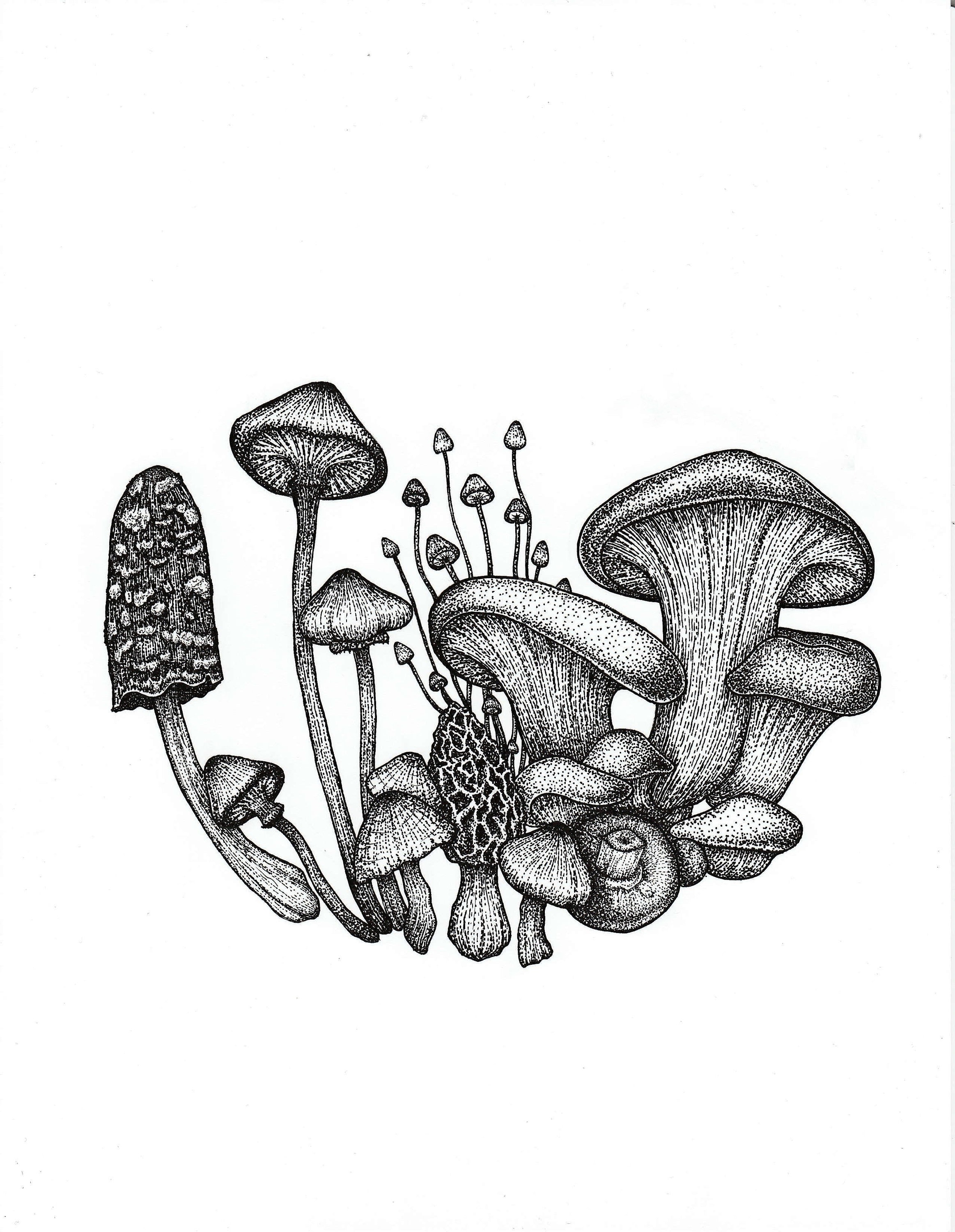 Cottagecore Mushroom Print Nature Lover Gift Nature Drawing | Etsy