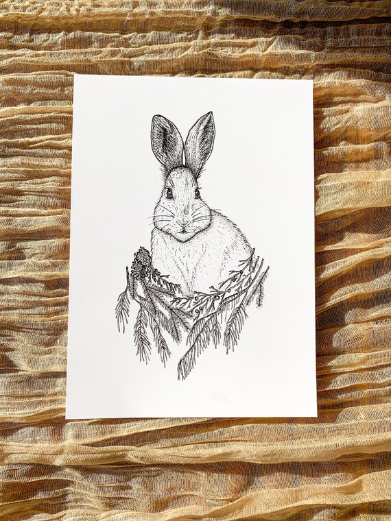 How To Draw A Arctic Hare