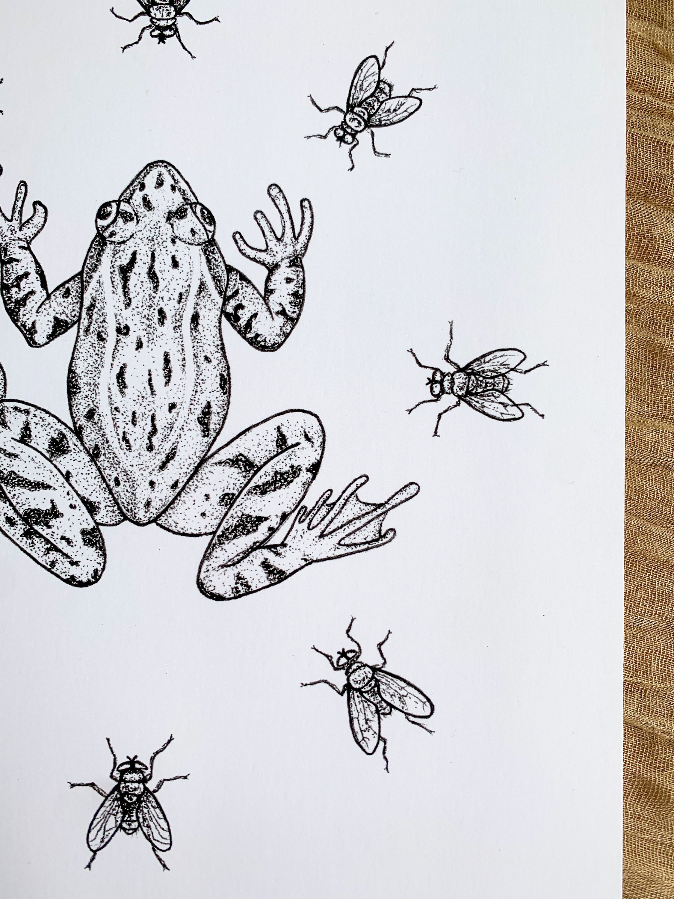 Black and White Nature Drawing Frog Art Print Goblincore - Etsy