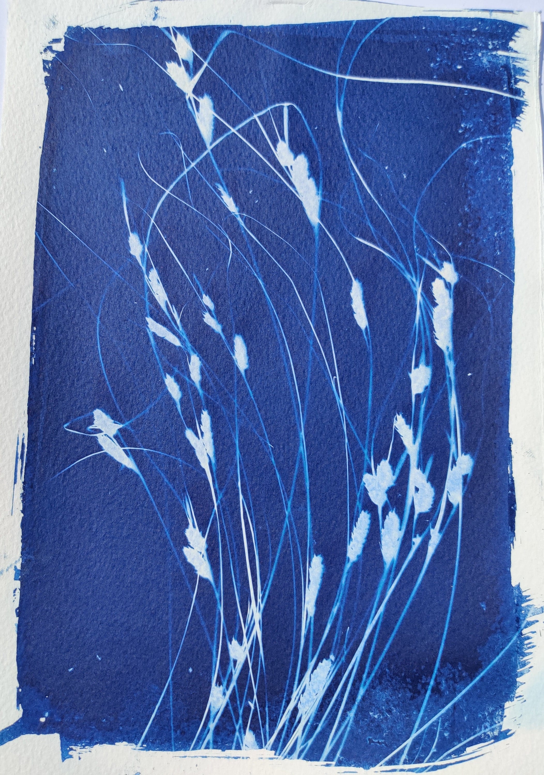 Botanic Nature Cyanotype / Blue print / Handmade original | Etsy