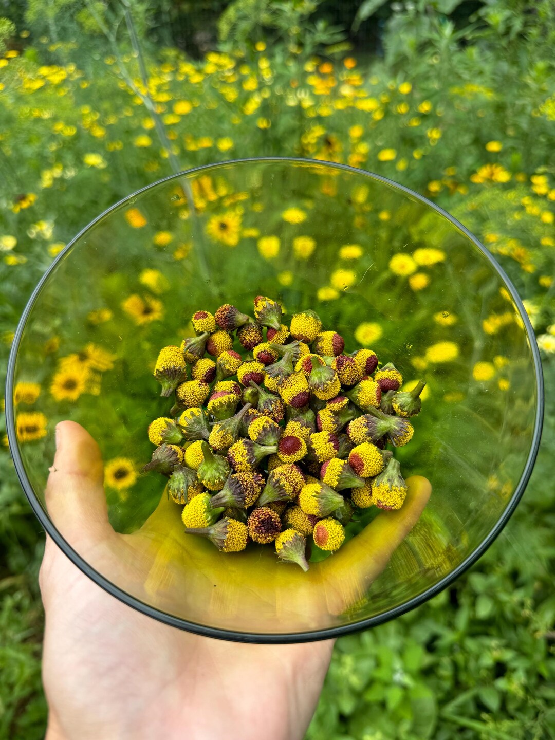 Dried Spilanthes Flower Buzz Buttons for Mixed Drinks - Etsy