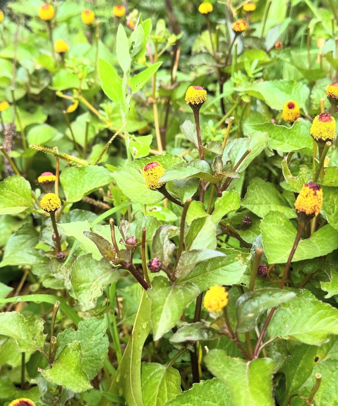 Dried Spilanthes Flower Buzz Buttons for Mixed Drinks - Etsy