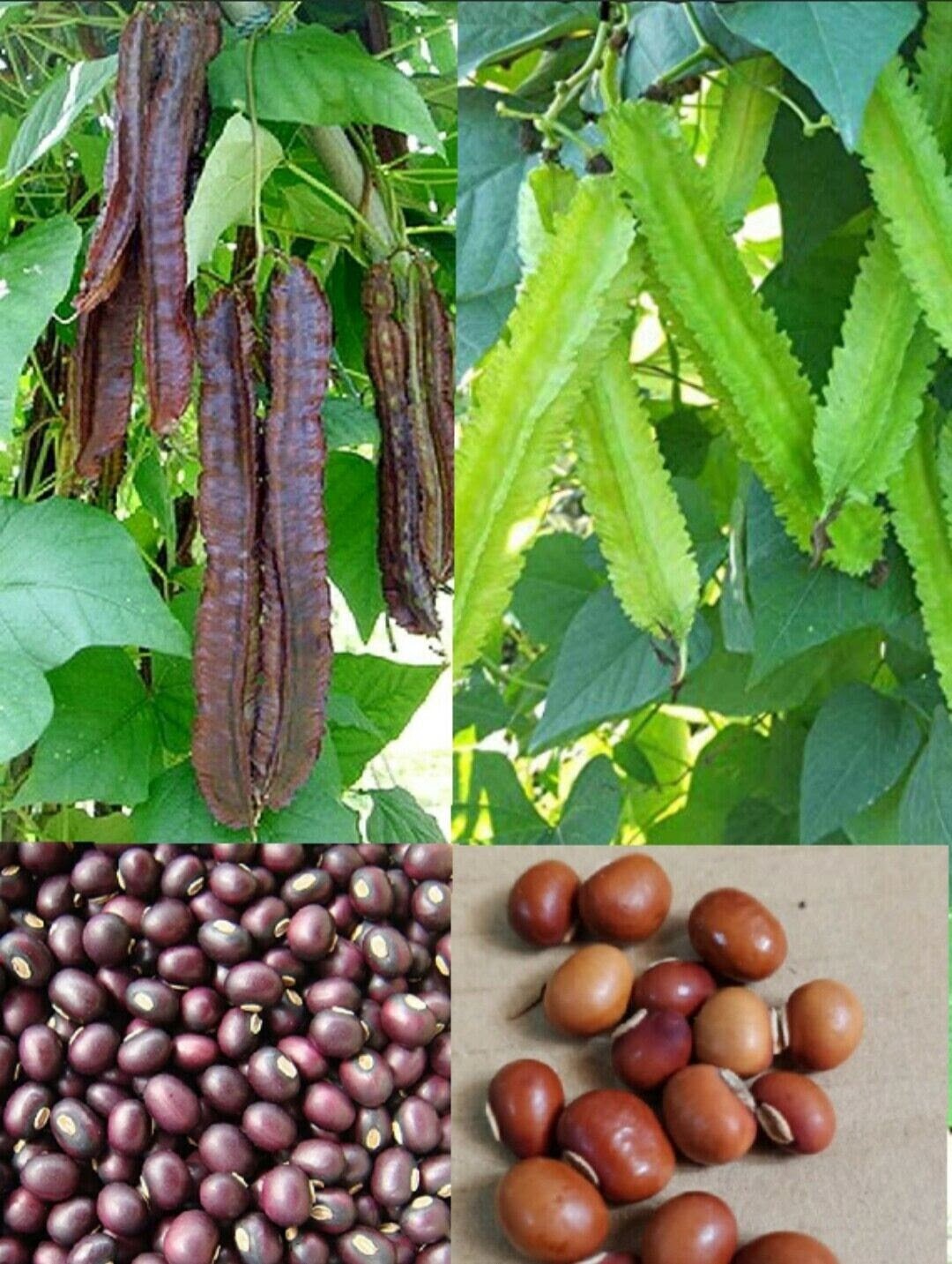 Winged bean seeds Psophocarpus tetragonolobus seeds/goa bean | Etsy