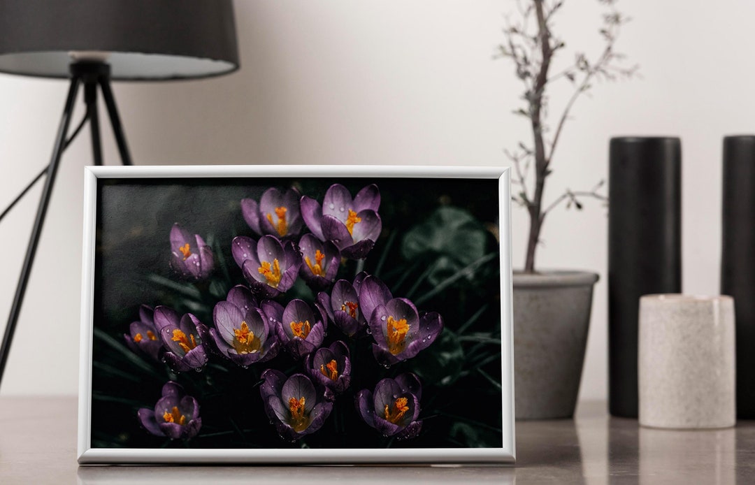 Crocus Flower Photo, Crocus Flower Print, Flower Photography, Nature ...