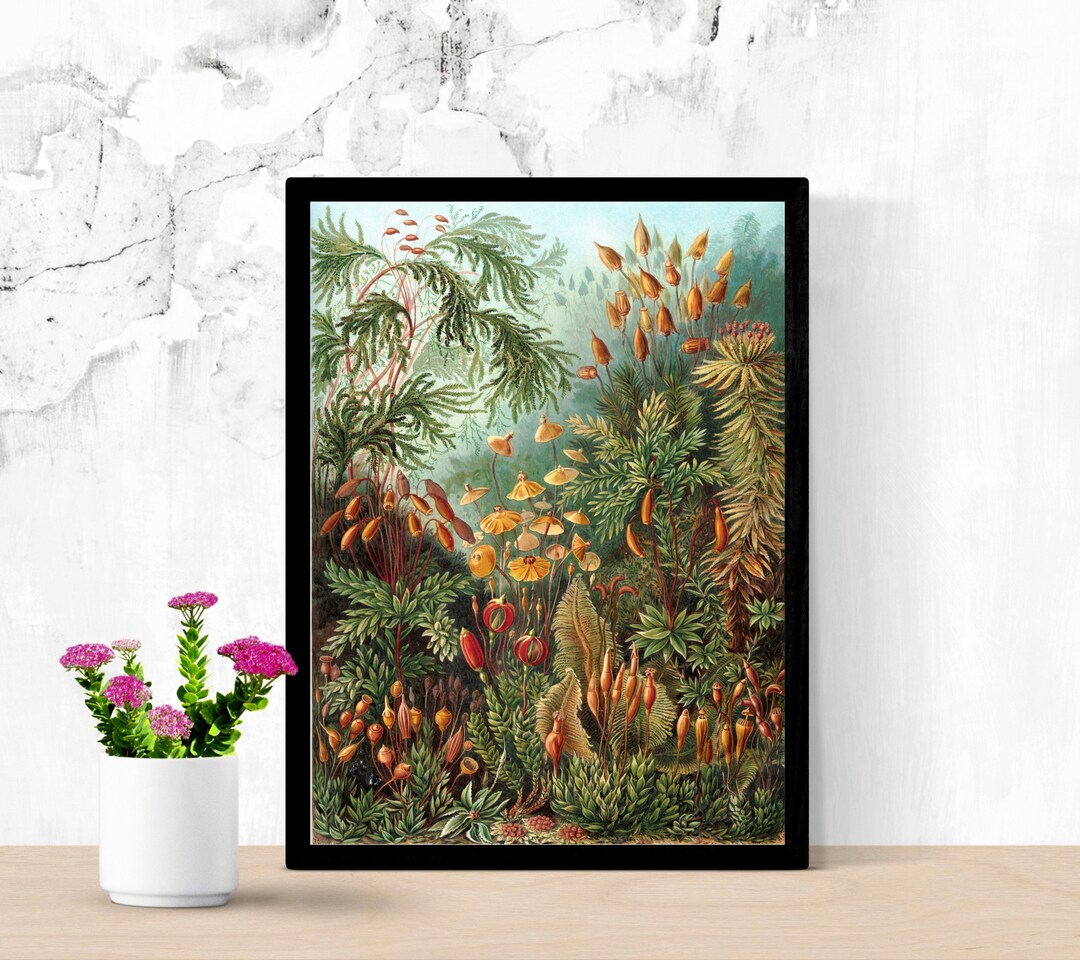 Pilz Moos von Ernst Haeckel Poster Moos Illustration Vintage - Etsy ...
