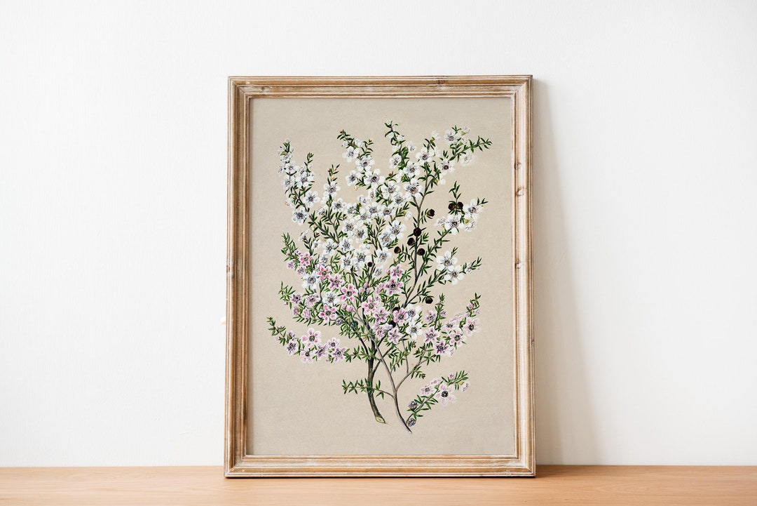 Antique Flower Drawing, Botanical Art Print, Vintage Flower Drawing ...