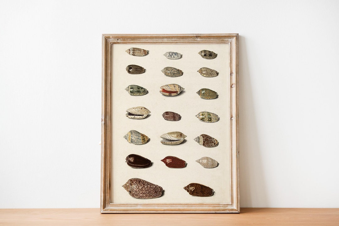 Antique Watercolor Seashell Illustration, Vintage Shell Painting ...