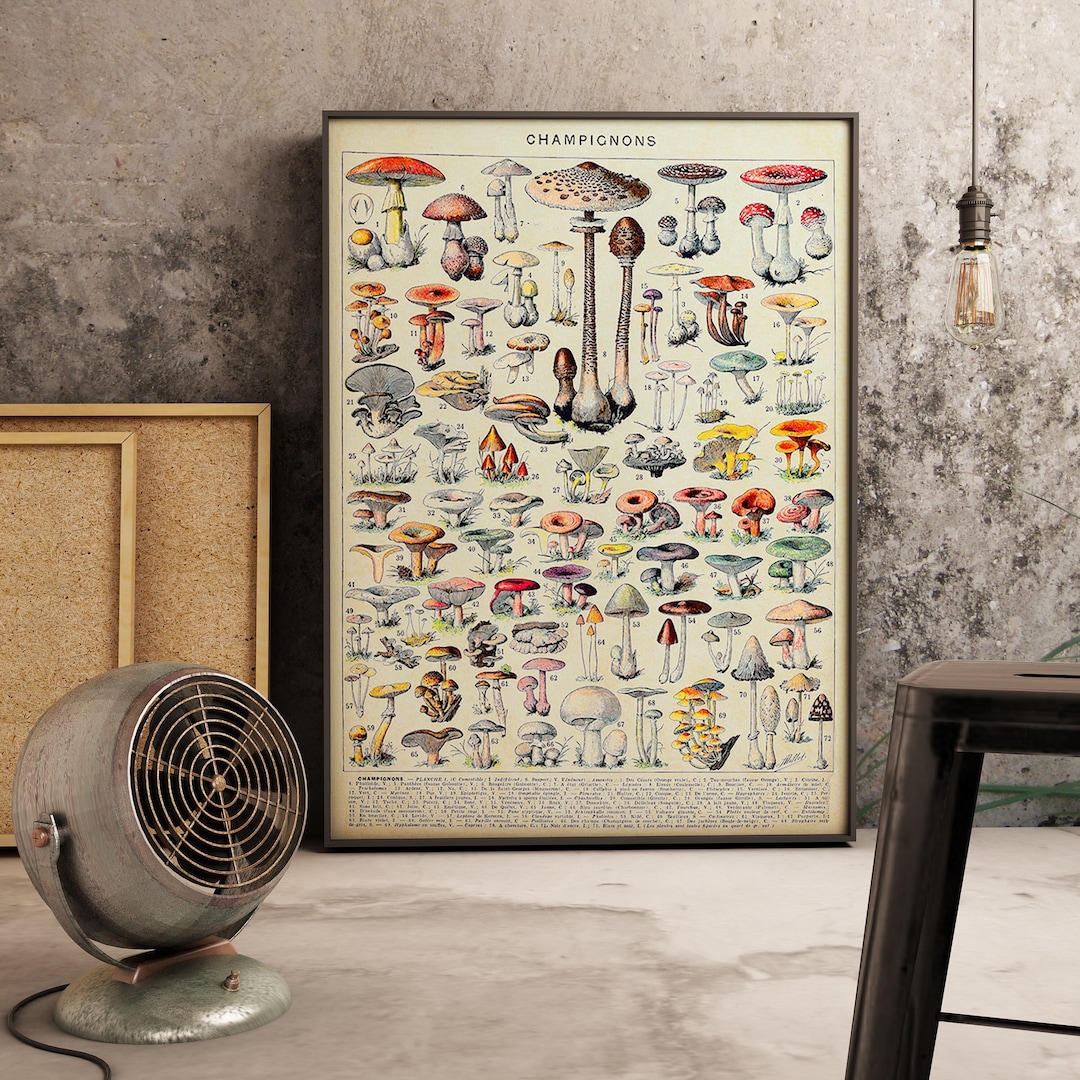 Vintage Mushroom Art Print, French Mushroom Poster, Larousse Mushroom ...