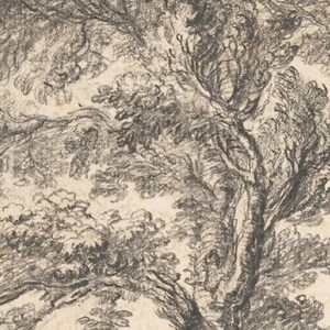 Vintage Tree Sketch, Vintage Tree Print, Antique Sketch, Pencil Drawing ...