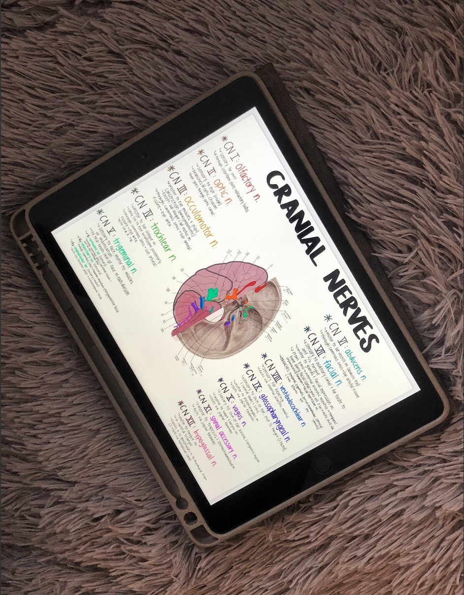 Cranial Nerves DIGITAL Study Guide - Etsy