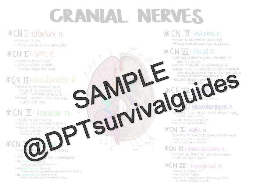 Cranial Nerves DIGITAL Study Guide - Etsy