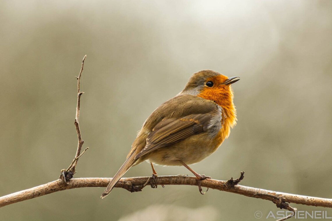 Robin on a Branch - Etsy