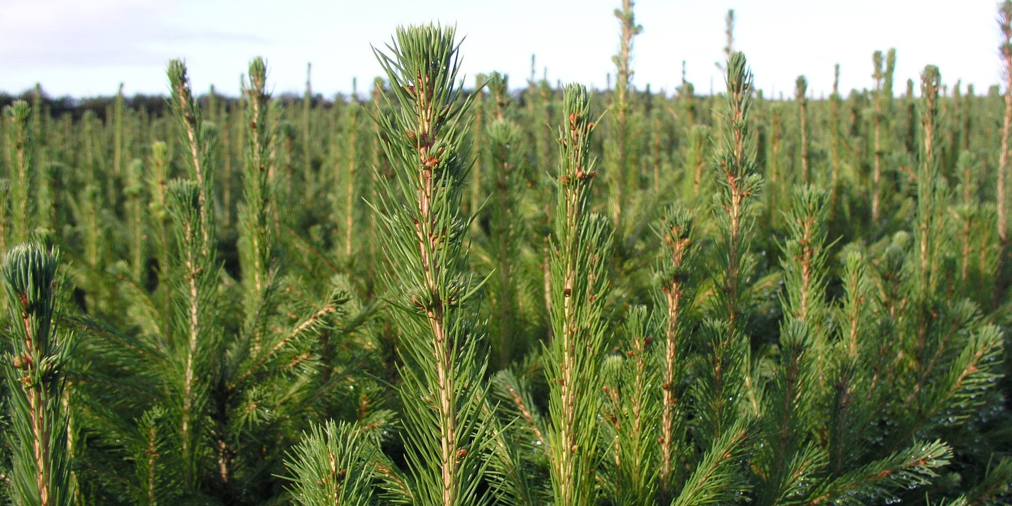 Spruce Picea Abies Tree PLANTATION Seeds 50 Gr. ca. 10000 - Etsy Australia