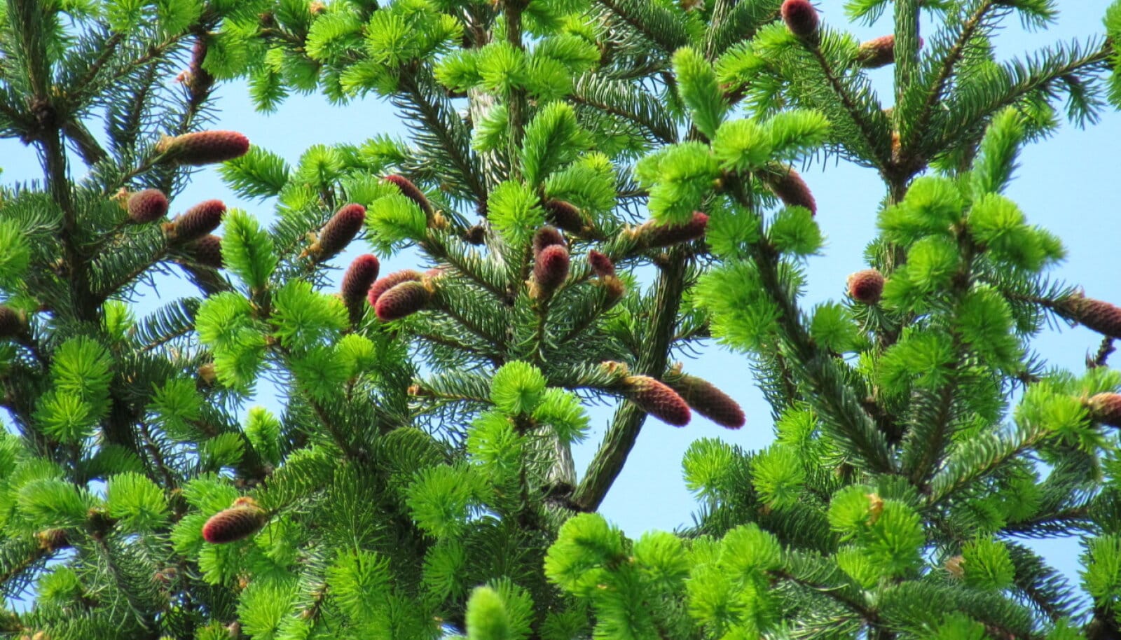 Spruce Picea Abies Tree PLANTATION Seeds 50 Gr. ca. 10000 - Etsy Australia