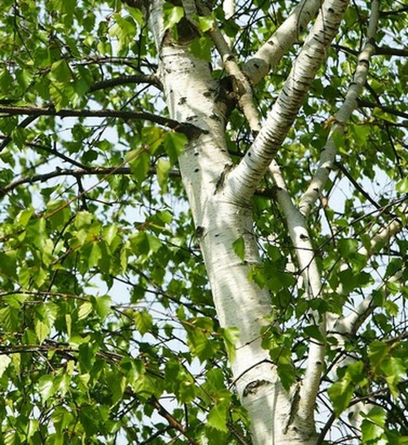 Semillas de Abedul Plateado (Betula pendula) para PLANTACIÓN, 0,1 g (50 ...