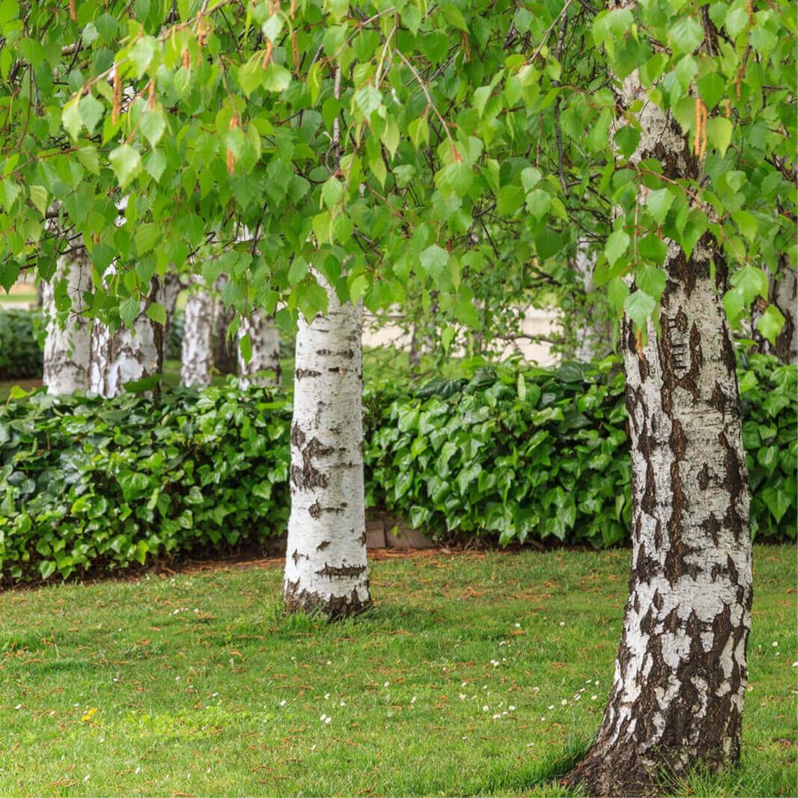 Semillas de Abedul Plateado (Betula pendula) para PLANTACIÓN, 0,1 g (50 ...