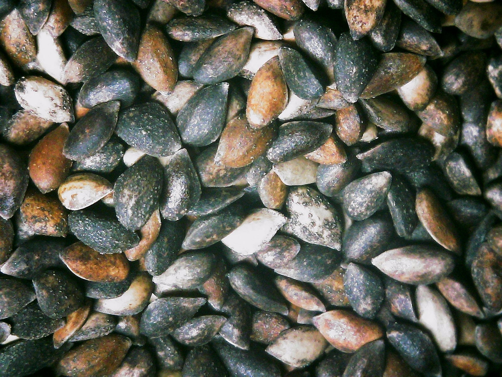 Pinus Sylvestris Tree BULK Seeds 0,3 Gr. (50-55 Pieces). HIGH QUALITY ...