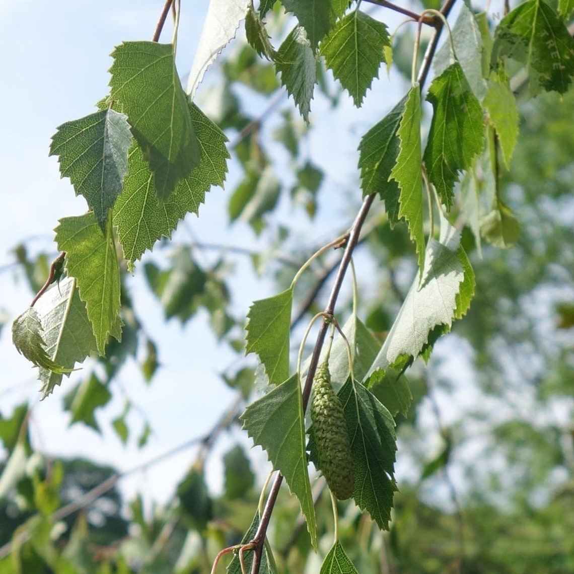 FREE Silver Birch Betula Pendula Tree PLANTATION Seeds 01 Gr. - Etsy