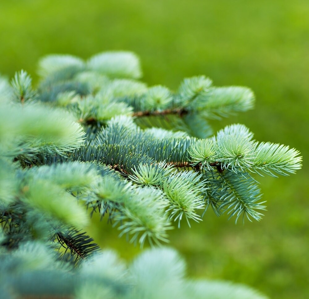 Spruce Picea Abies Tree PLANTATION Seeds 50 Gr. ca. 10000 - Etsy Australia