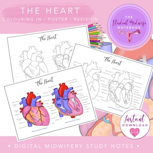 cardiovascular coloring sheet