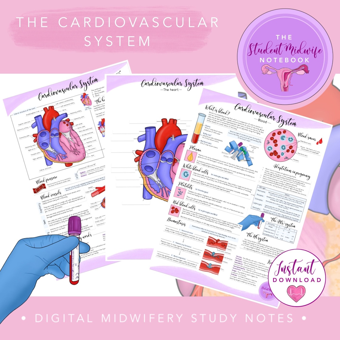 Cardiovascular System (the Heart, Blood Vessels and Blood) - Revision ...