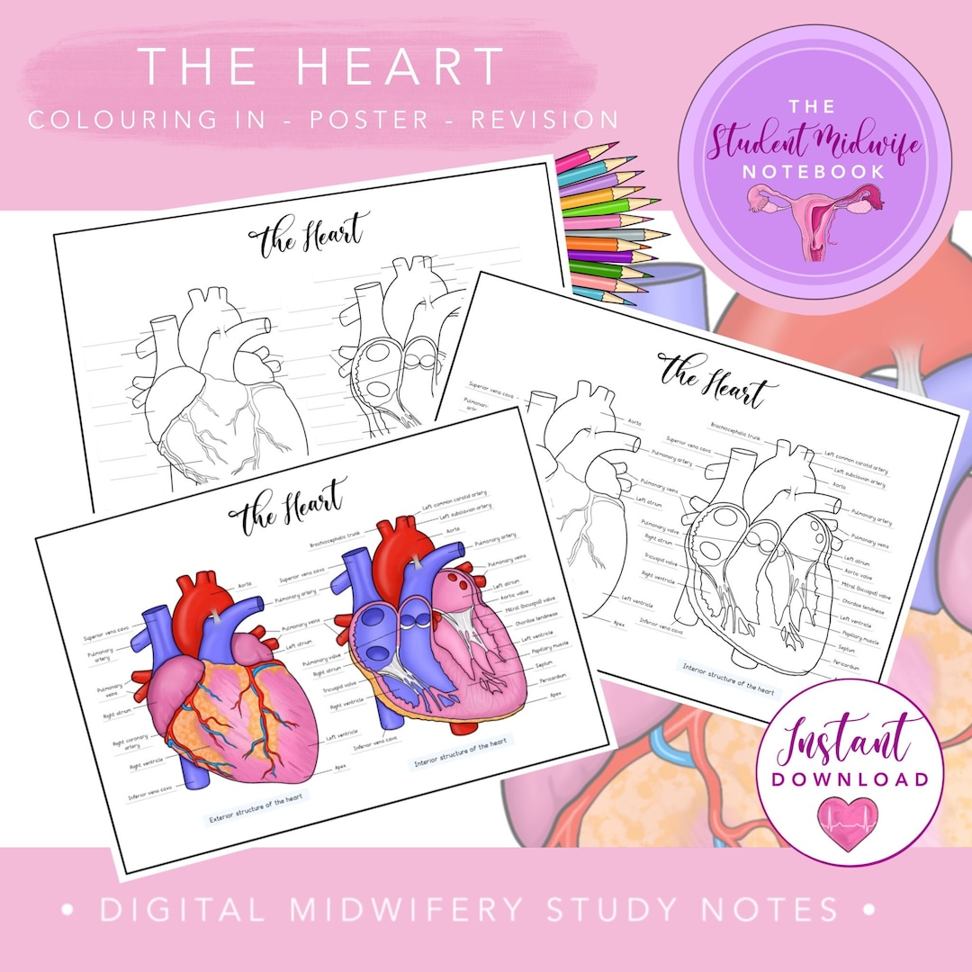 Heart Anatomy Poster & Coloring Page: Nurse/midwife Study (digital ...