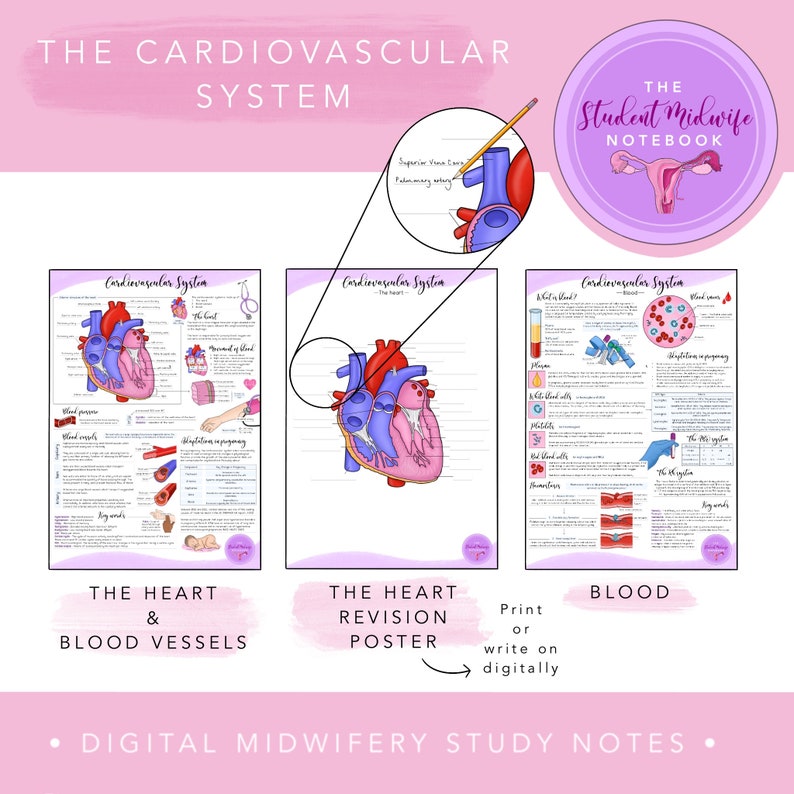 Cardiovascular System (the Heart, Blood Vessels and Blood) - Revision ...