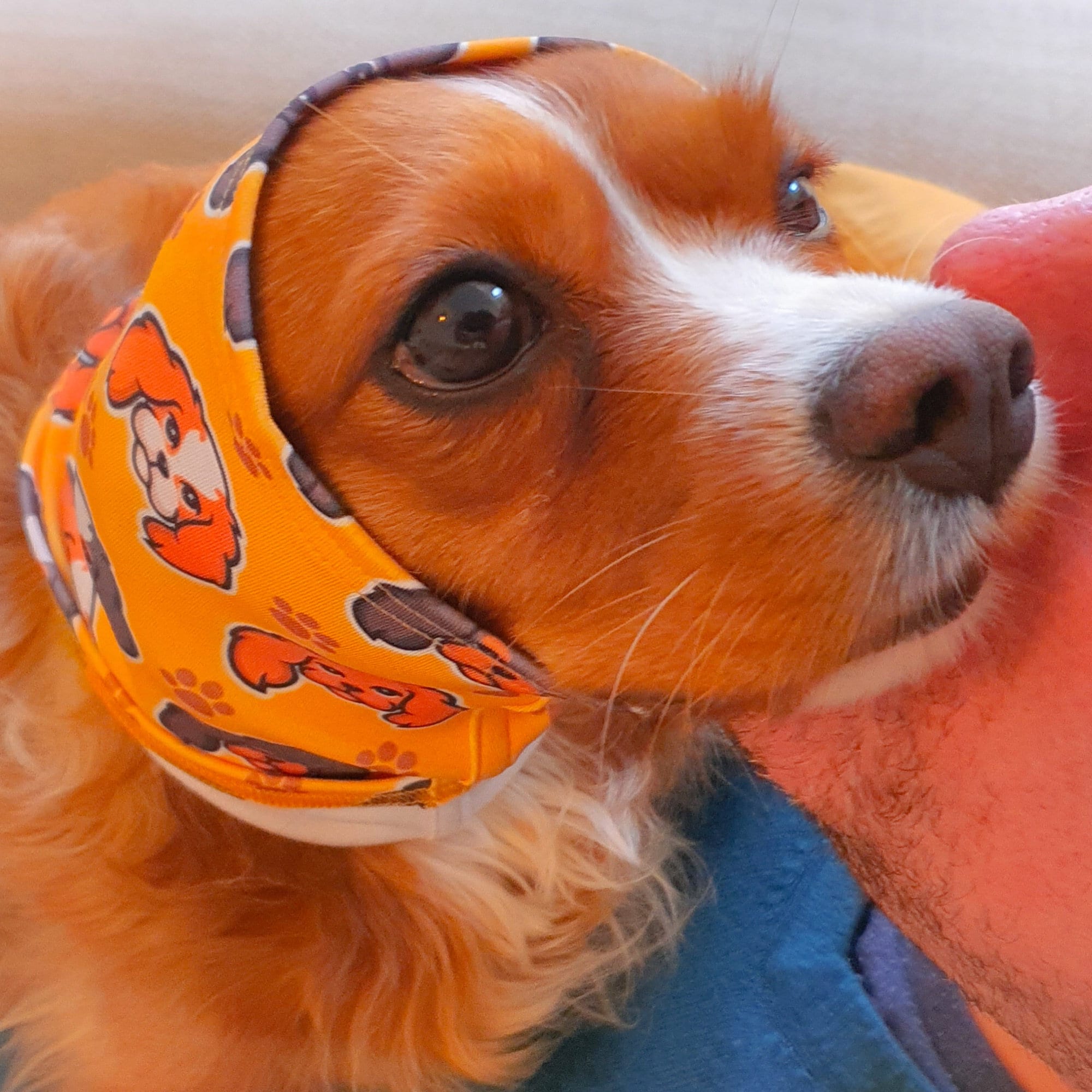 Blue Dog Snood Dog Food Snood Spaniel Ear Protector Feeding | Etsy