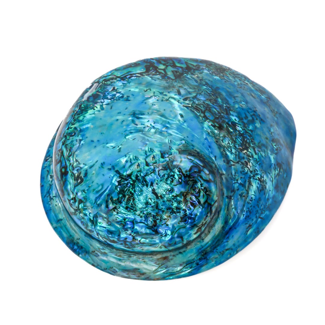 Jumbo Abalone Shell Polished and Dyed Turquoise Blue Shell Seashell ...