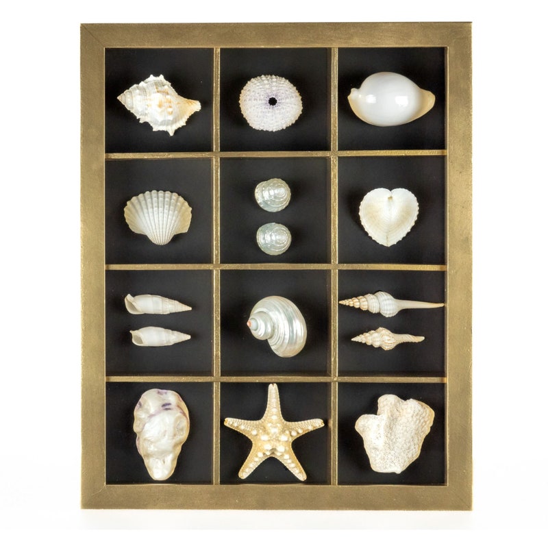 Shell Arrangements - Etsy