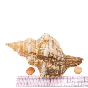 3 Large Shells Green Turbo, Queen Conch & Striped Fox Shell to Collect ...