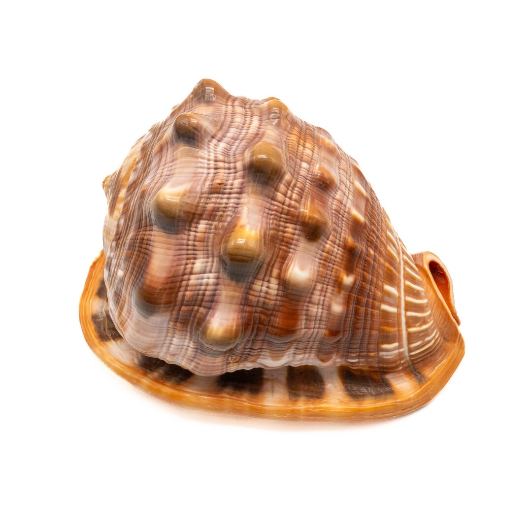 Bullmouth – Red Helmet Seashell, Cameo Shell - Etsy
