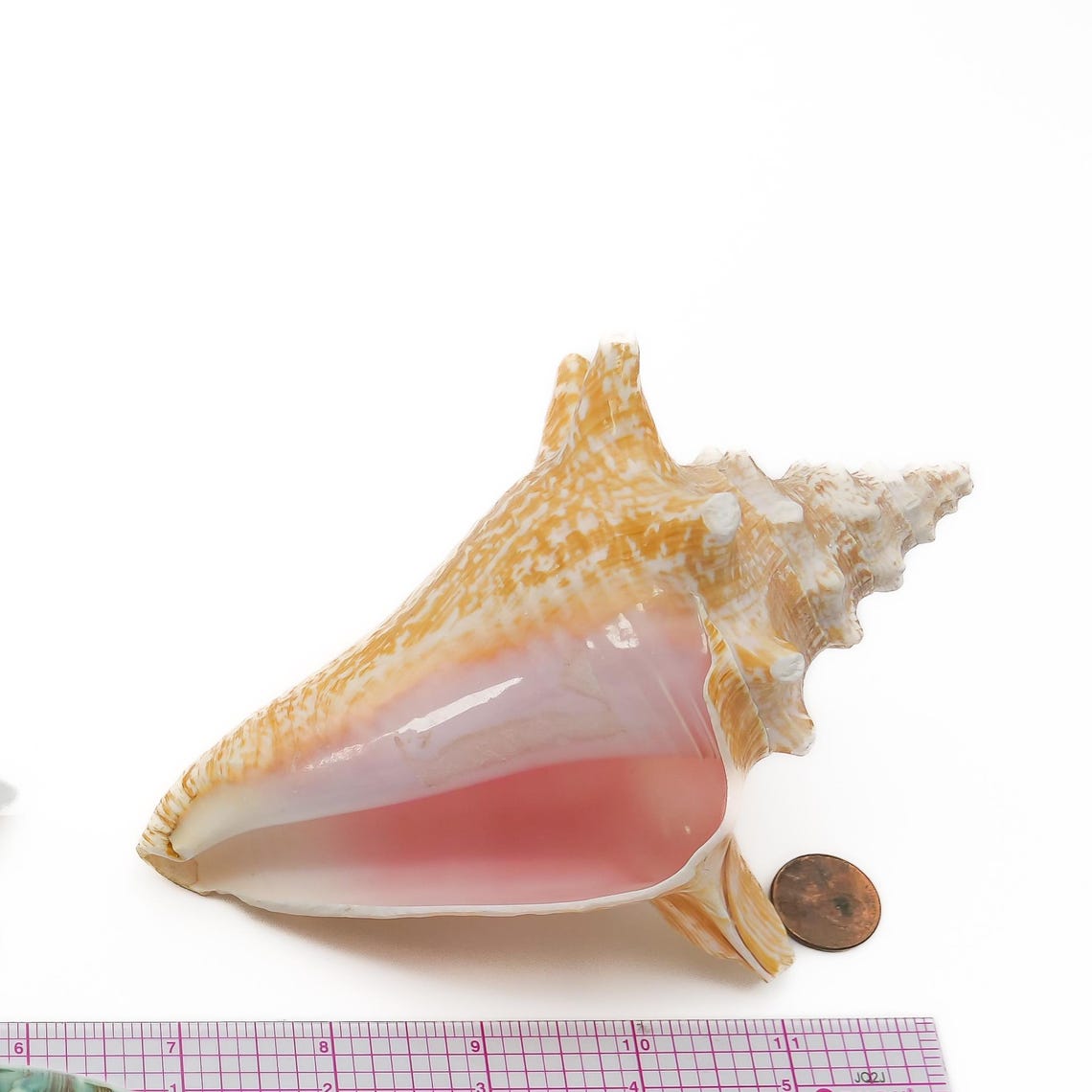 3 Large Shells Green Turbo, Queen Conch & Striped Fox Shell to Collect ...