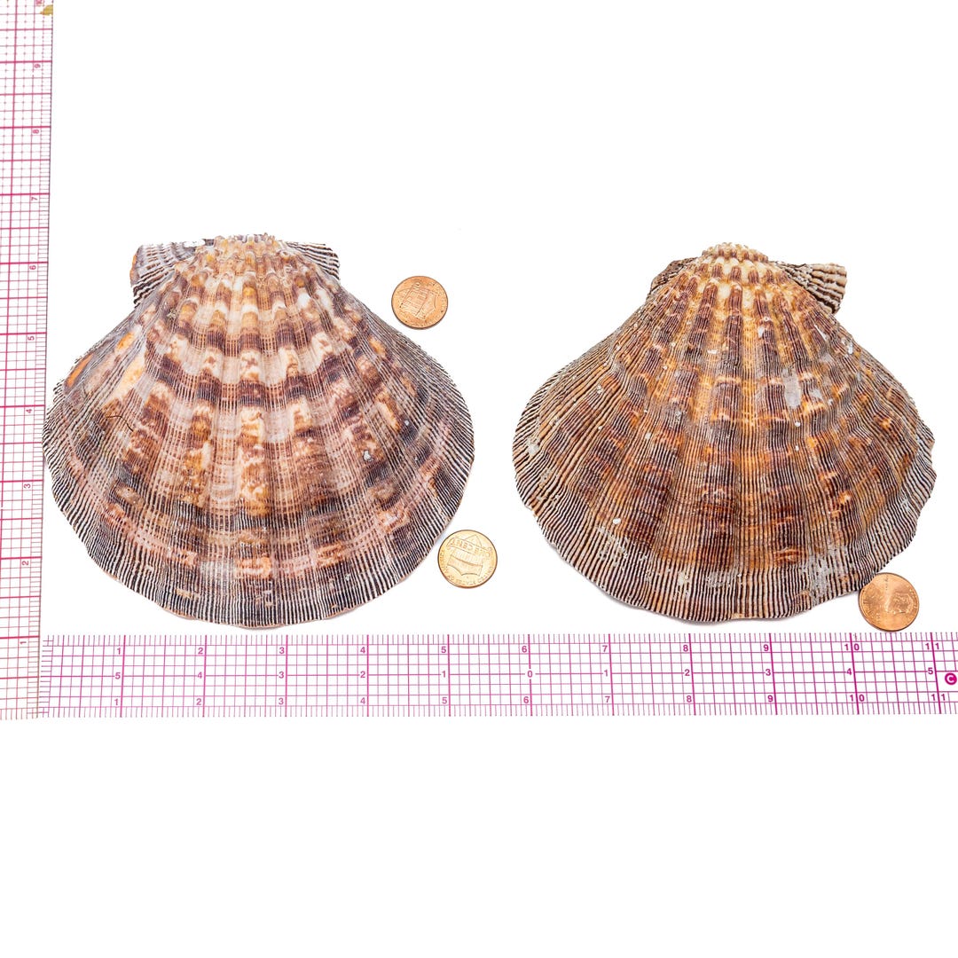 2 Lions Paw Natural Shells Seashells Nautical Collectible Decor Display ...