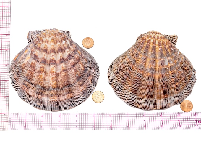 2 Lions Paw Natural Shells Seashells Nautical Collectible Decor Display ...