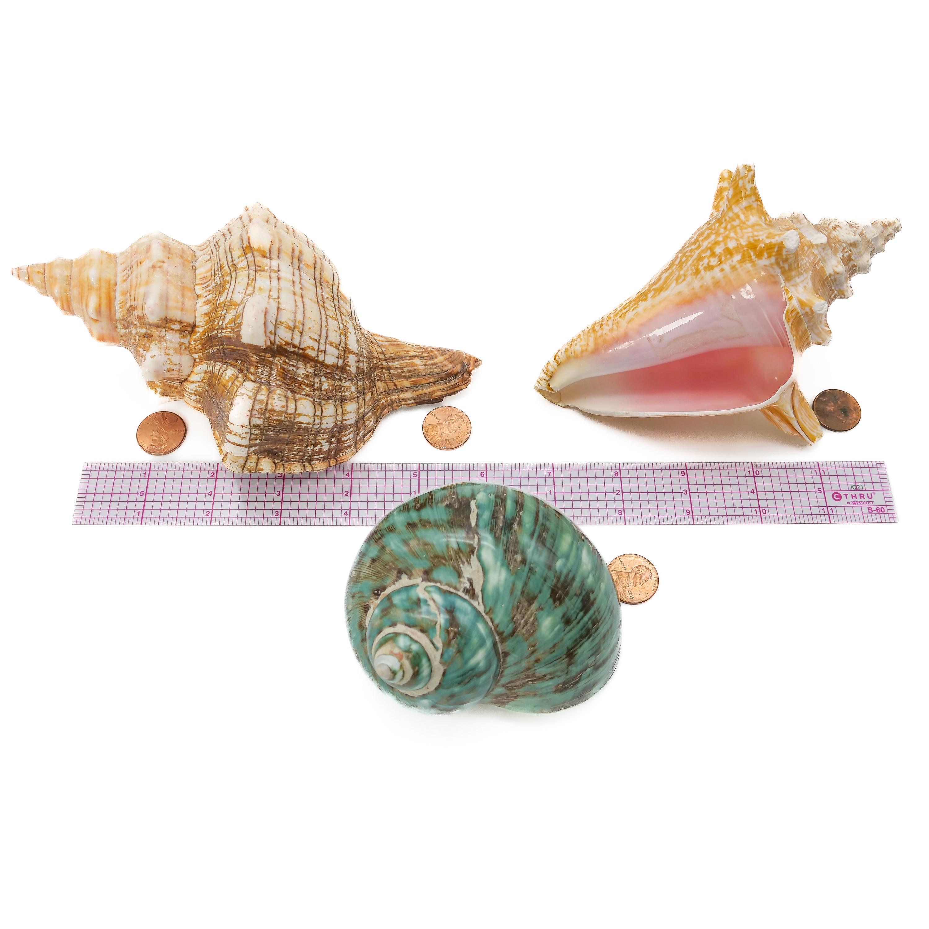 3 Large Shells Green Turbo, Queen Conch & Striped Fox Shell to Collect ...