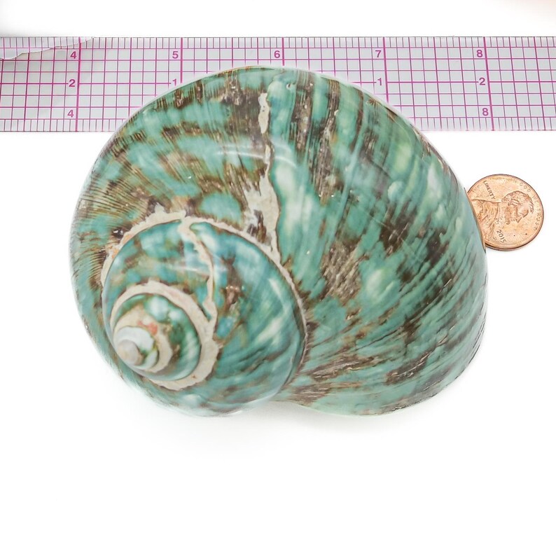 3 Large Shells Green Turbo, Queen Conch & Striped Fox Shell to Collect ...