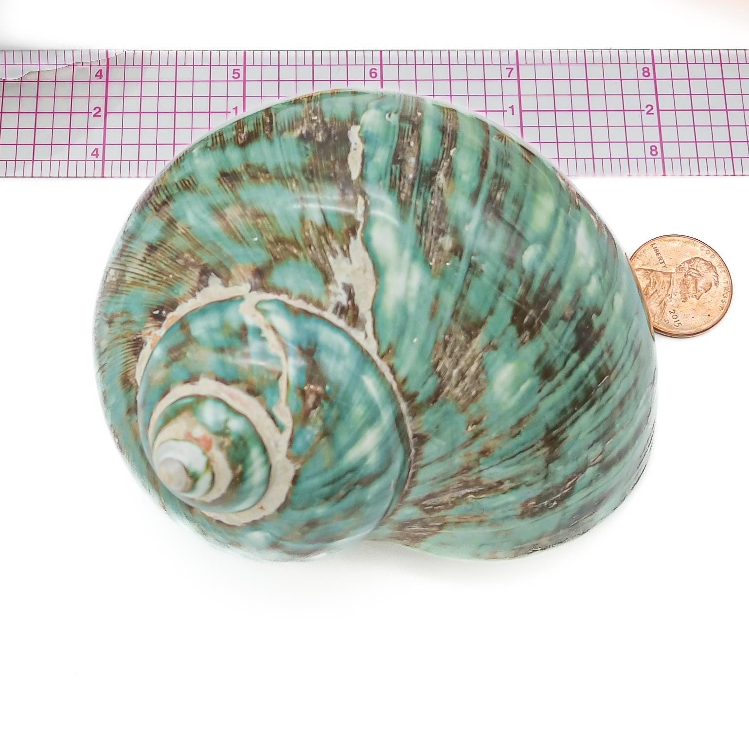 3 Large Shells Green Turbo, Queen Conch & Striped Fox Shell to Collect ...