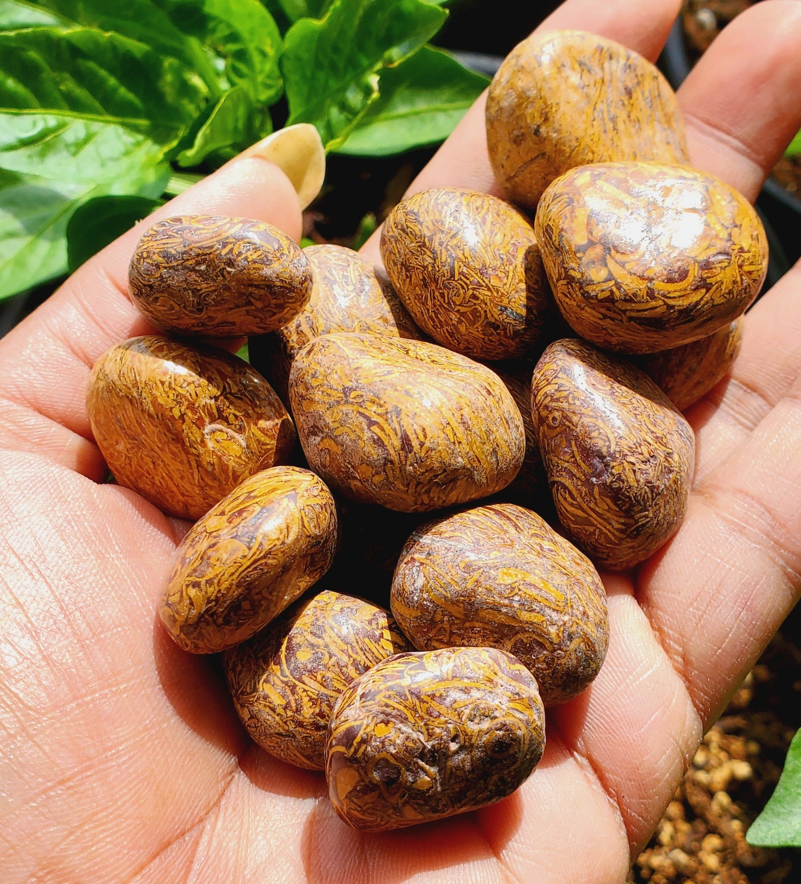 Miriam Stone-Calligraphy Tumbled Stones Coquina | Etsy