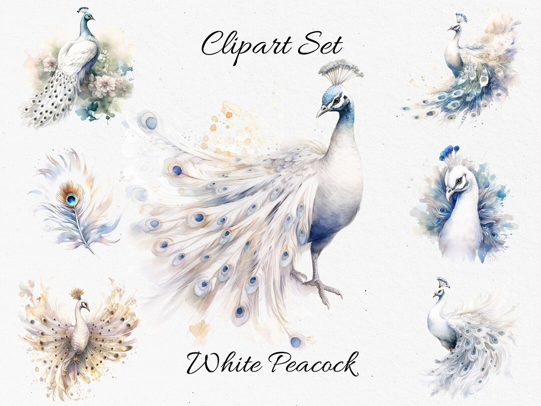White Peacock, Wildlife, Tropical Animals Watercolor Clipart Bundle ...