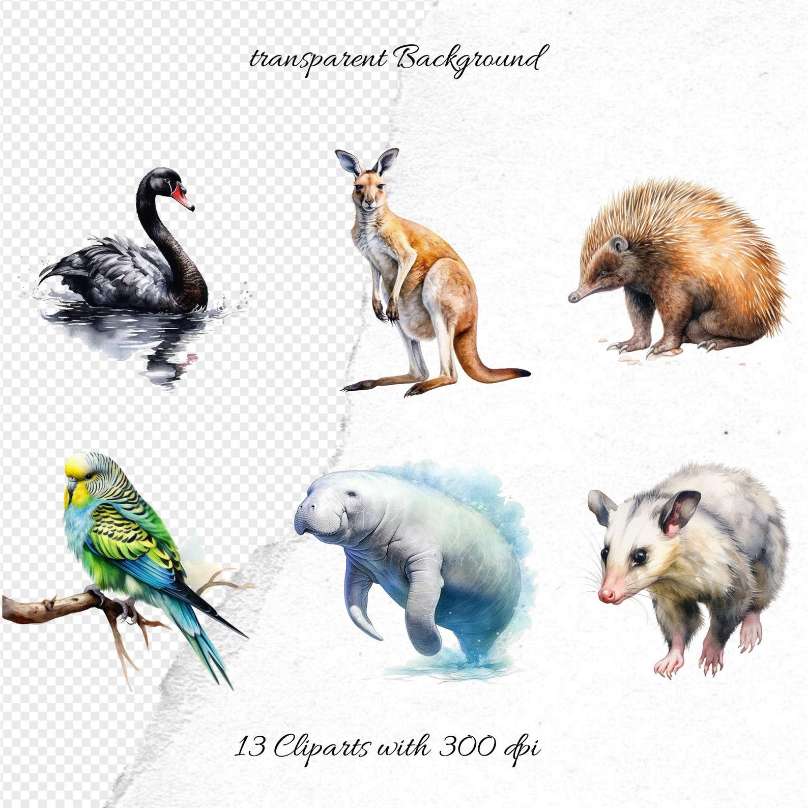 Australian Creatures , Wildlife, Animals Watercolor Clipart Bundle ...