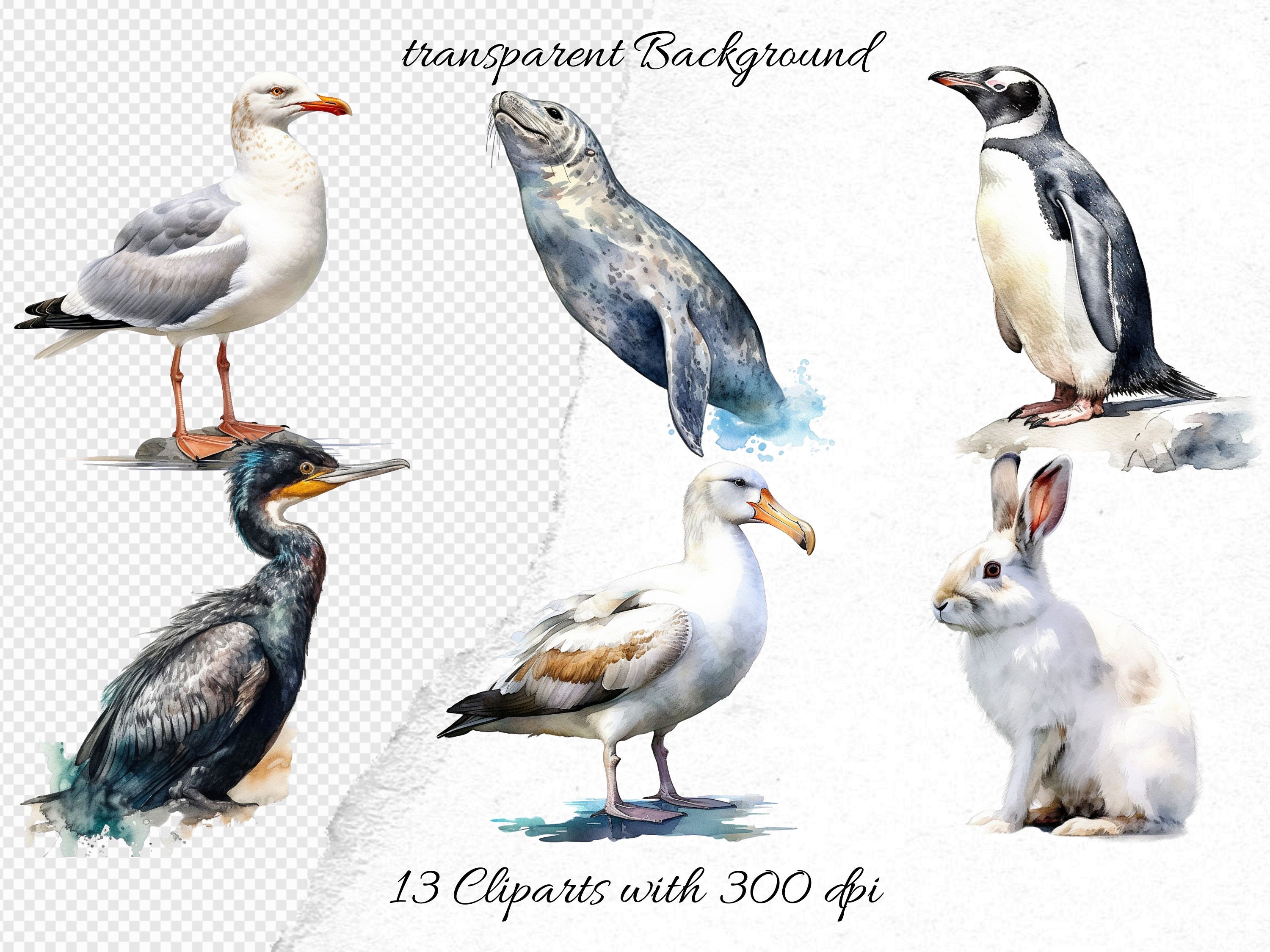 South Pole Creatures , Antarctic Wildlife, Animals Watercolor Clipart ...