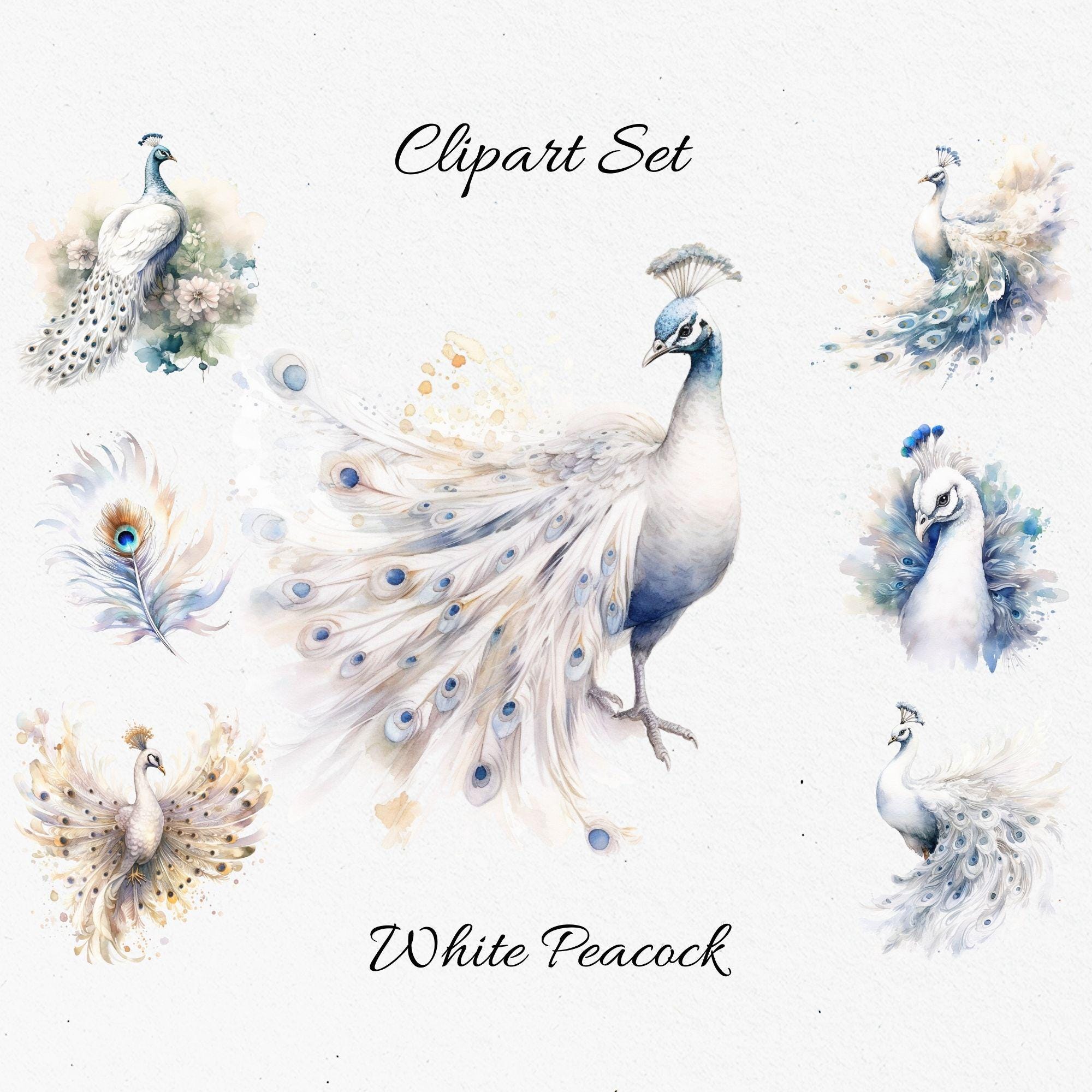 White Peacock, Wildlife, Tropical Animals Watercolor Clipart Bundle ...